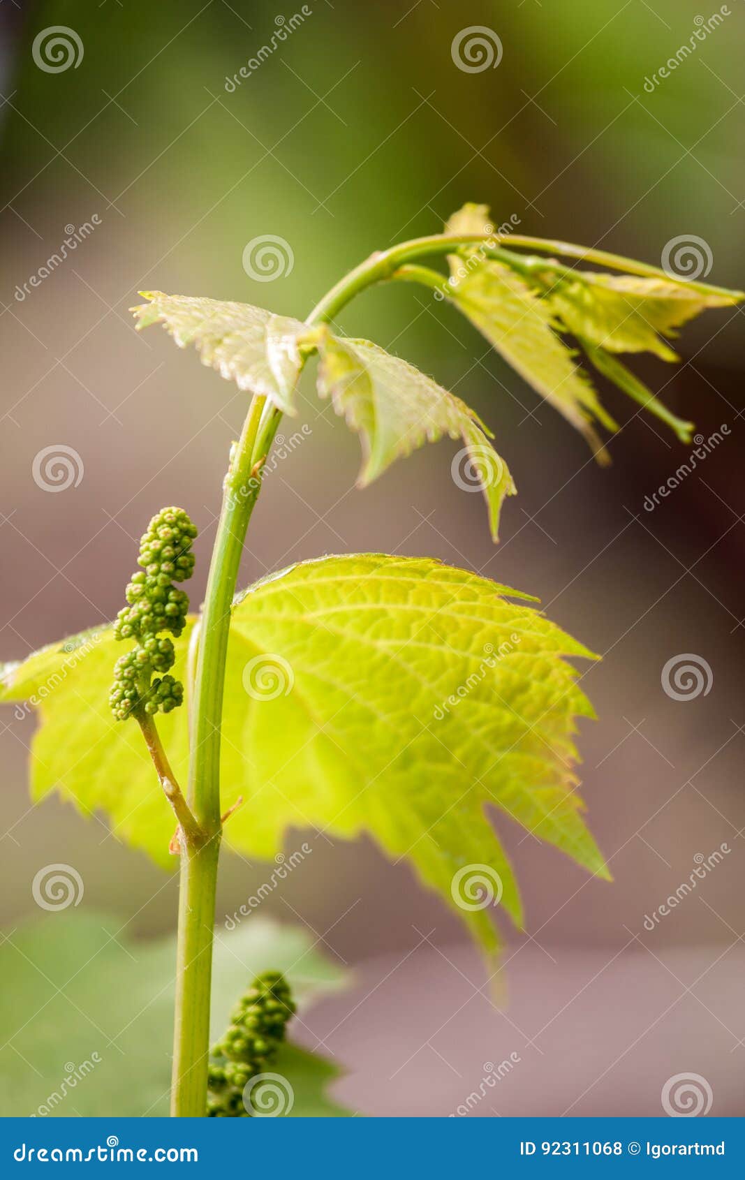 Young grapevine leavees stock photo. Image of sunny, agriculture - 92311068