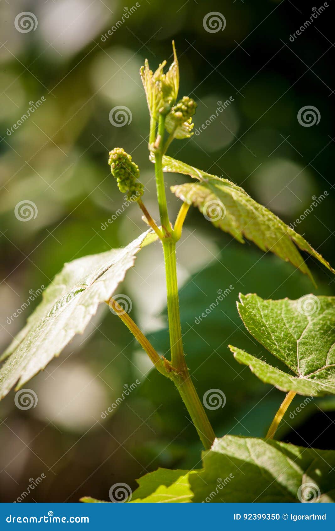 Young grapevine leavees stock photo. Image of branch - 92399350