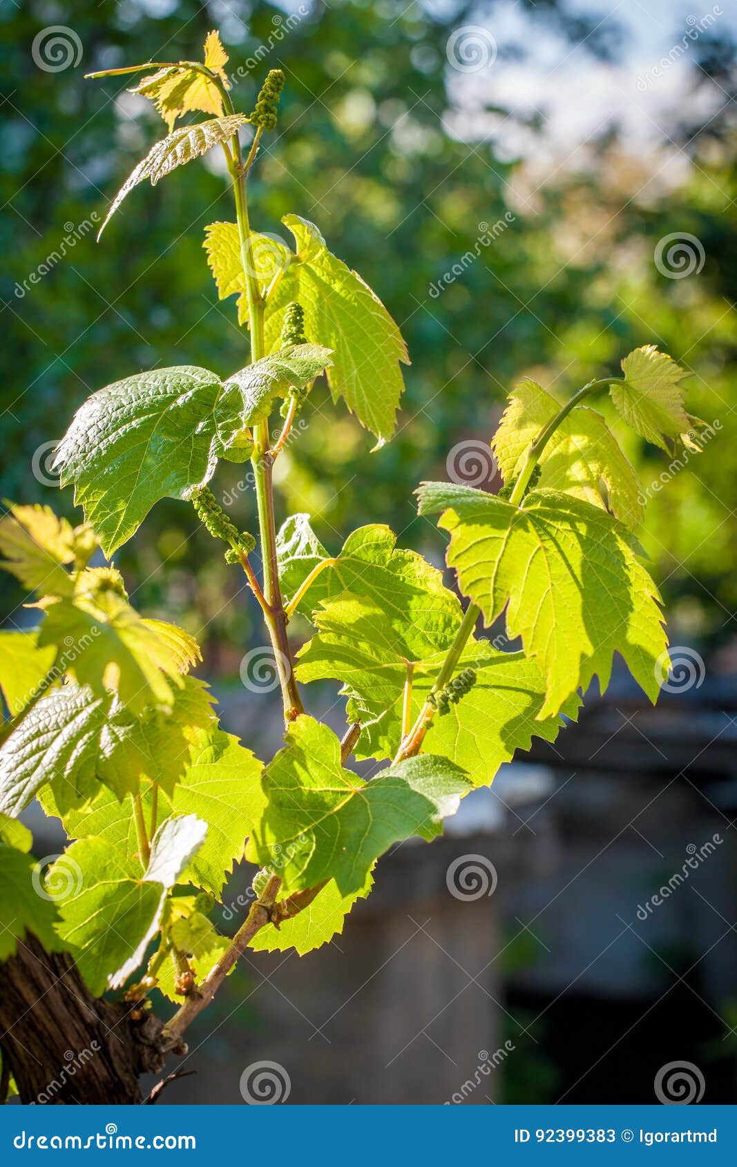 Young grapevine leavees stock image. Image of viticulture - 92399383