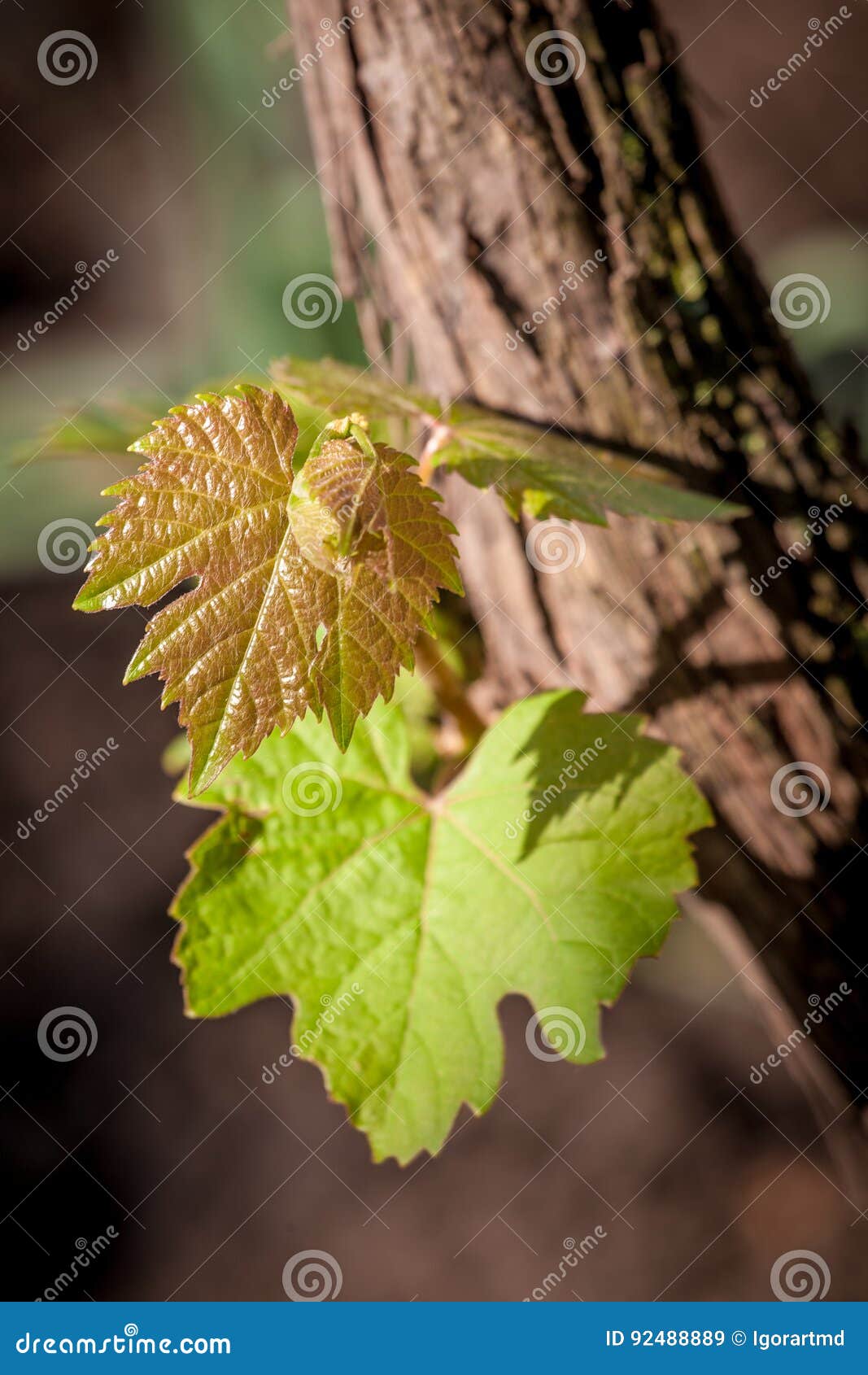 Young grapevine leavees stock image. Image of viticulture - 92488889