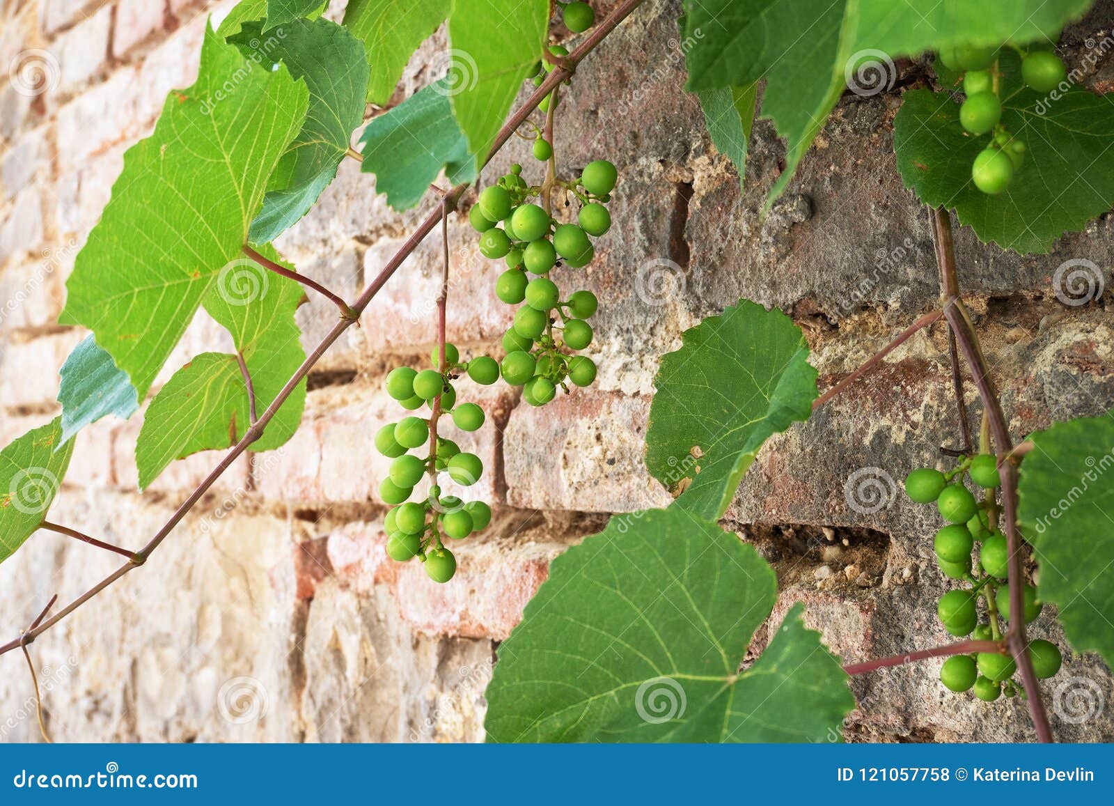 Young Grapevine on the Wall Stock Photo - Image of plant, fresh: 121057758