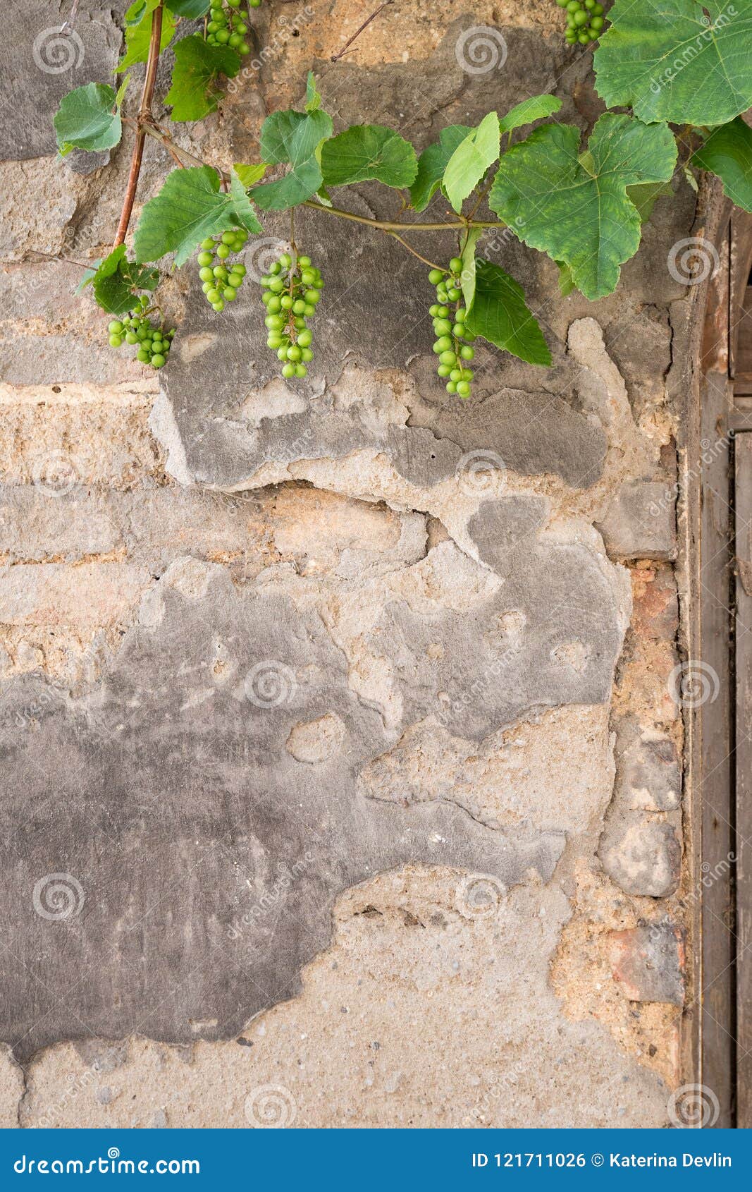Young Grapevine on the Wall Stock Photo - Image of copy, plantation ...
