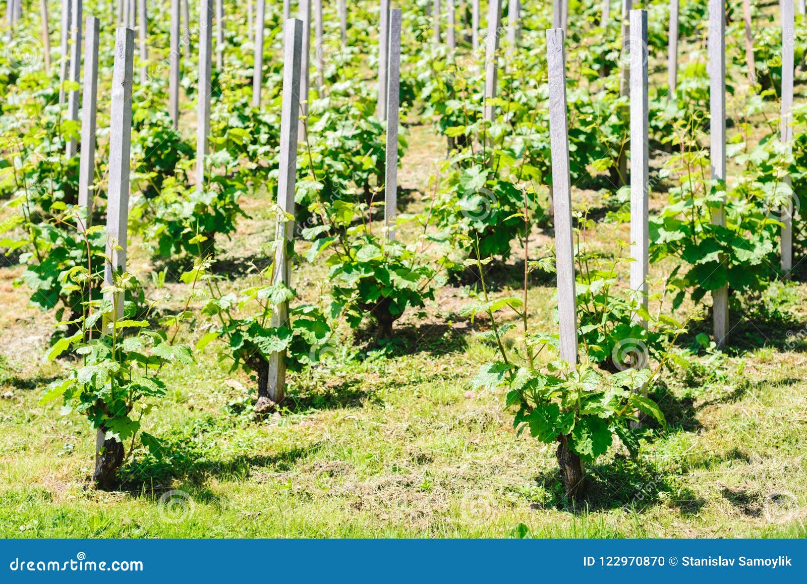 Young Grapevines Buds Blooming in Vineyard Stock Photo - Image of ...