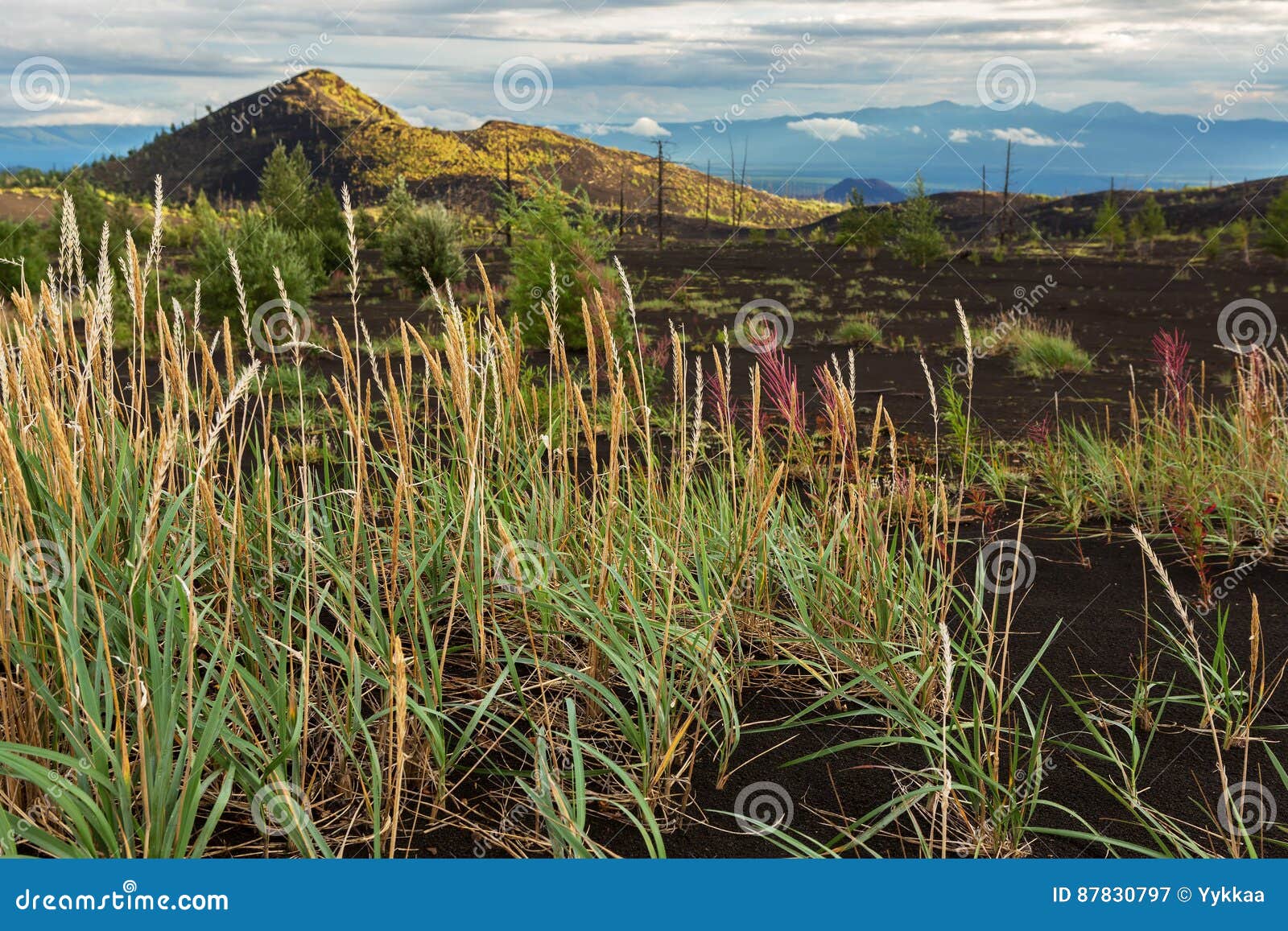 Young Grass in Dead Wood - Consequence of a Catastrophic Release of Ash ...