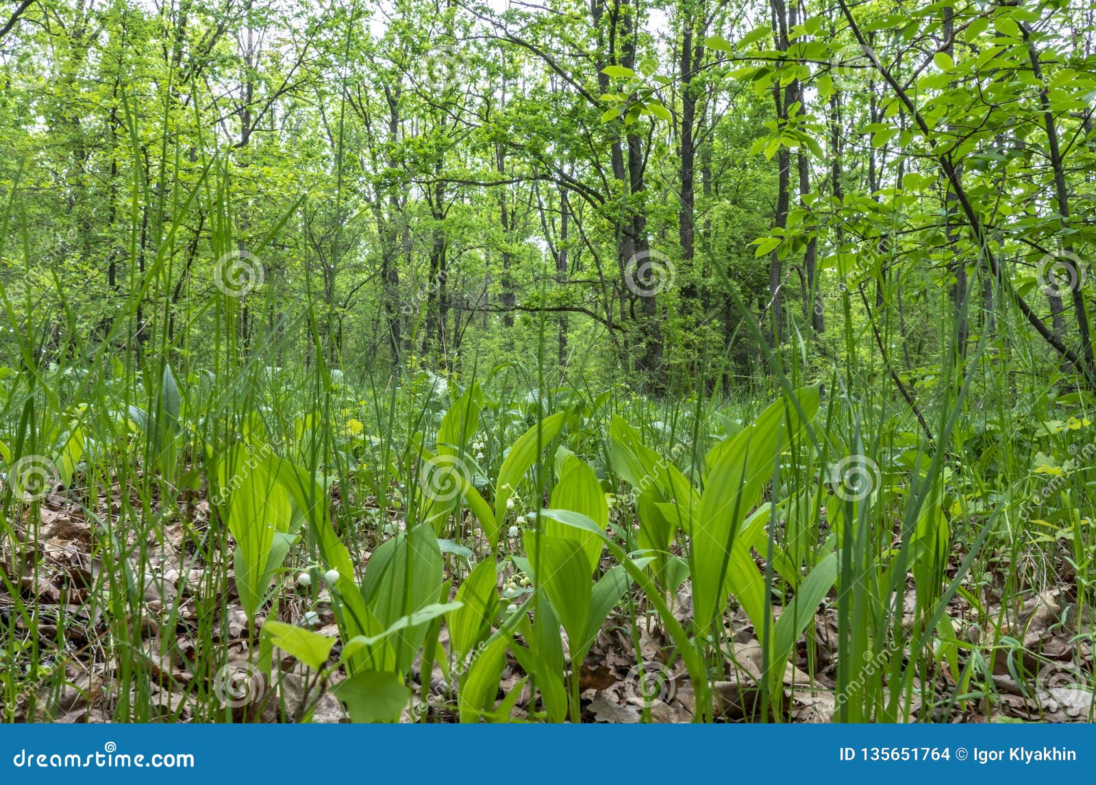 Early Spring, Young Grass Making Its Way through the Old Foliage in the ...