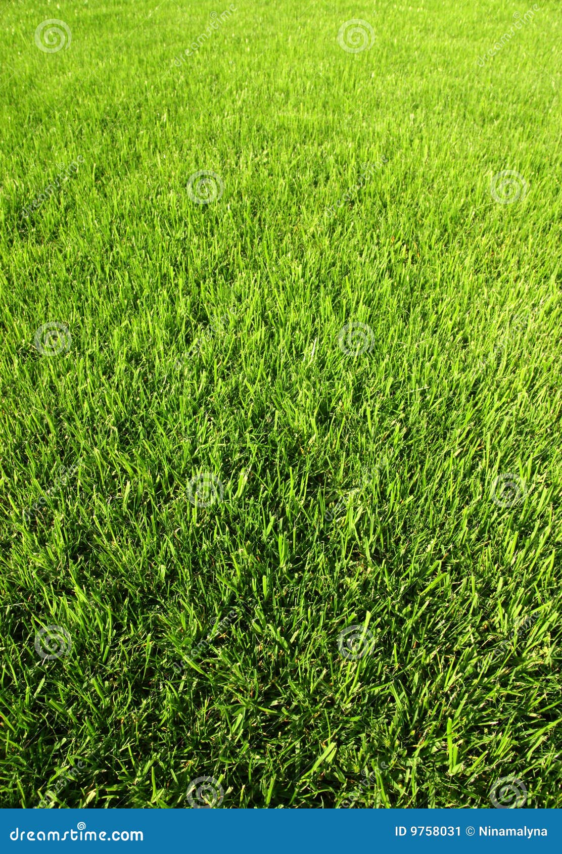 Young grass freshly cut stock image. Image of backgrounds - 9758031