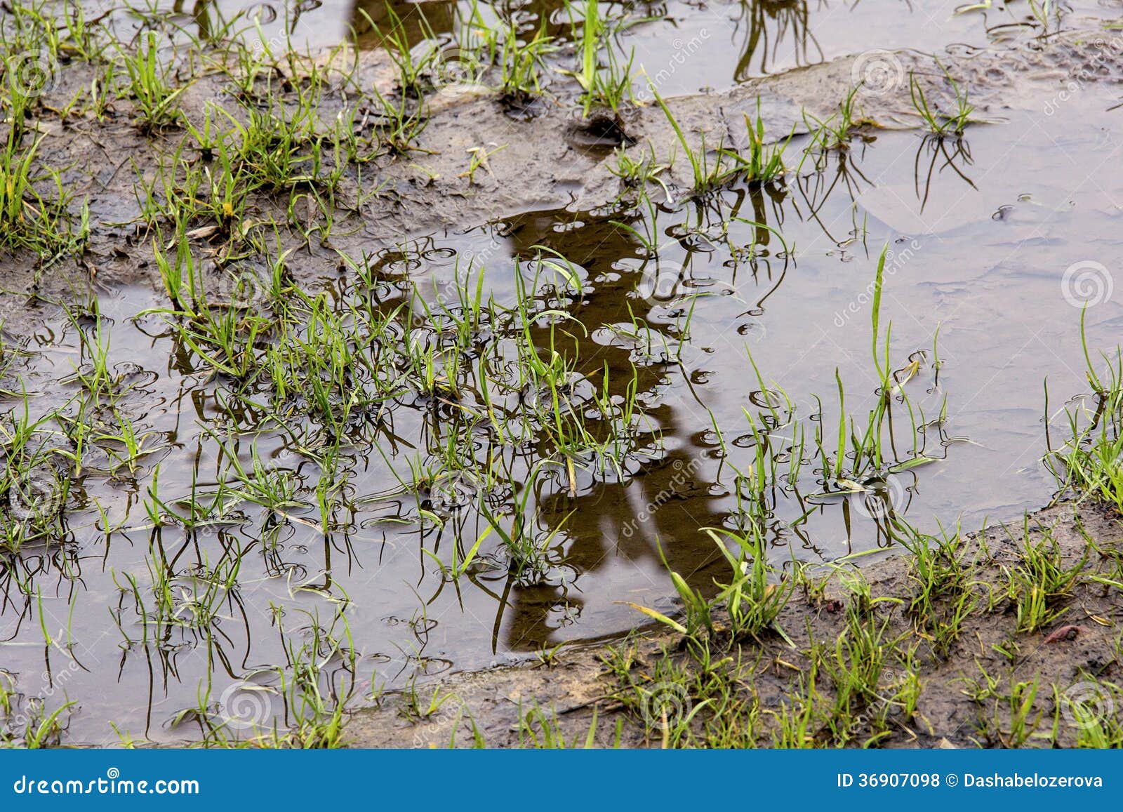 Young grass in puddle stock photo. Image of weather, water - 36907098