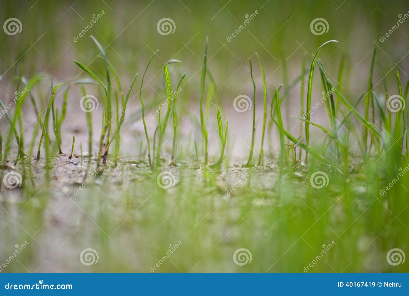 Young grass after the rain stock image. Image of thin - 40167419