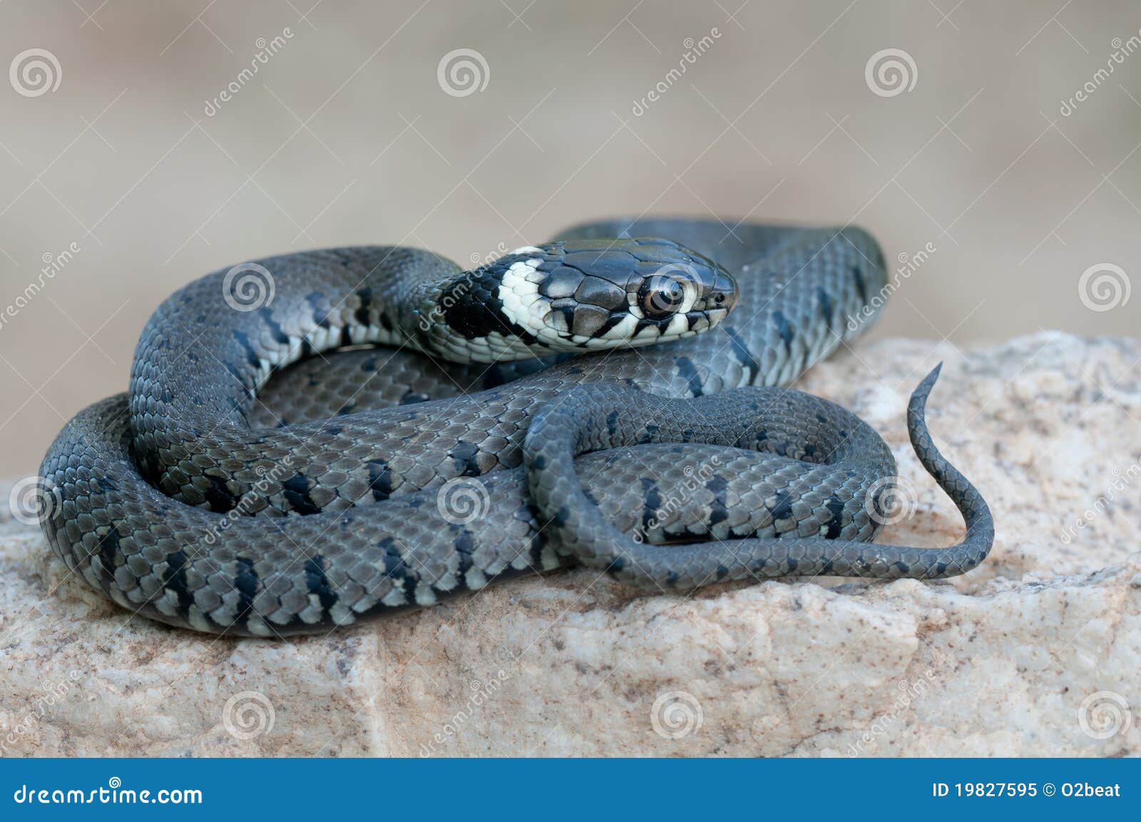 Young grass snake stock image. Image of grass, pattern - 19827595