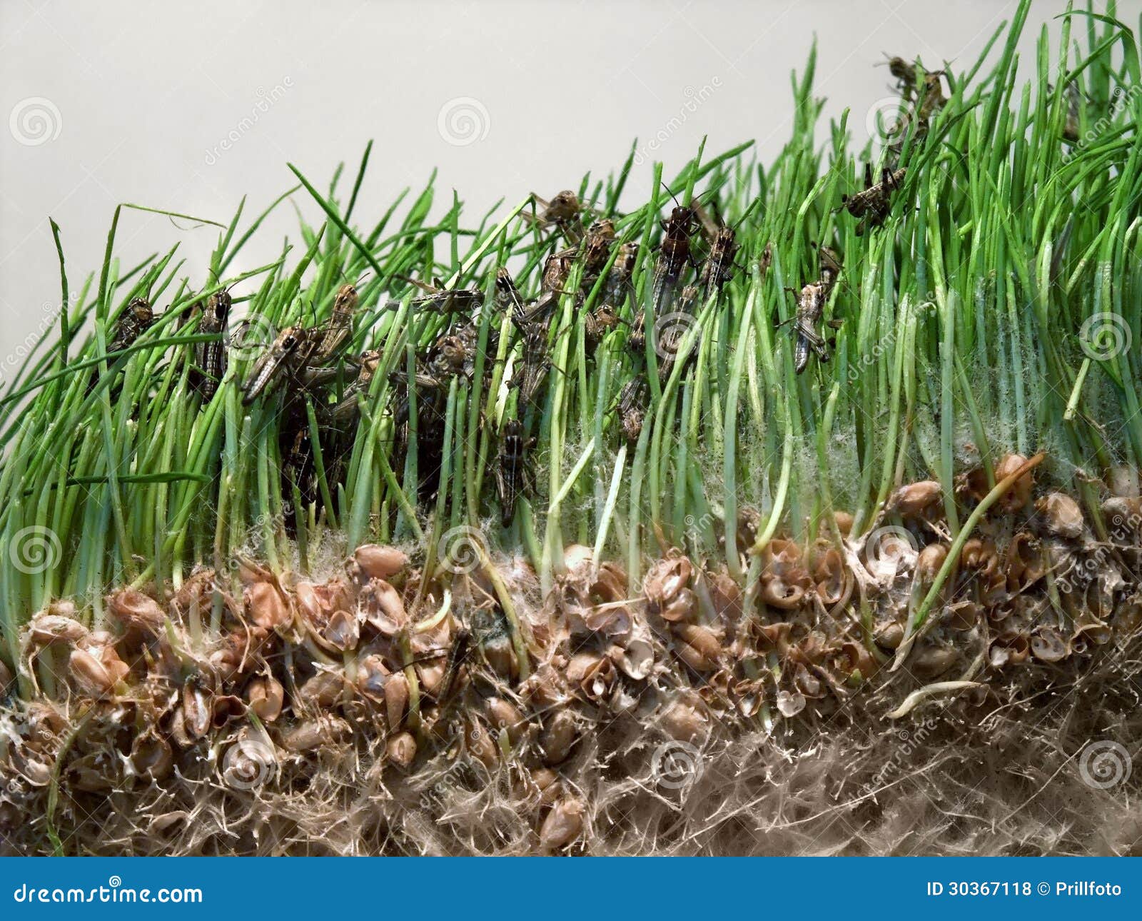 Young grasshoppers stock photo. Image of orthoptera, copy - 30367118