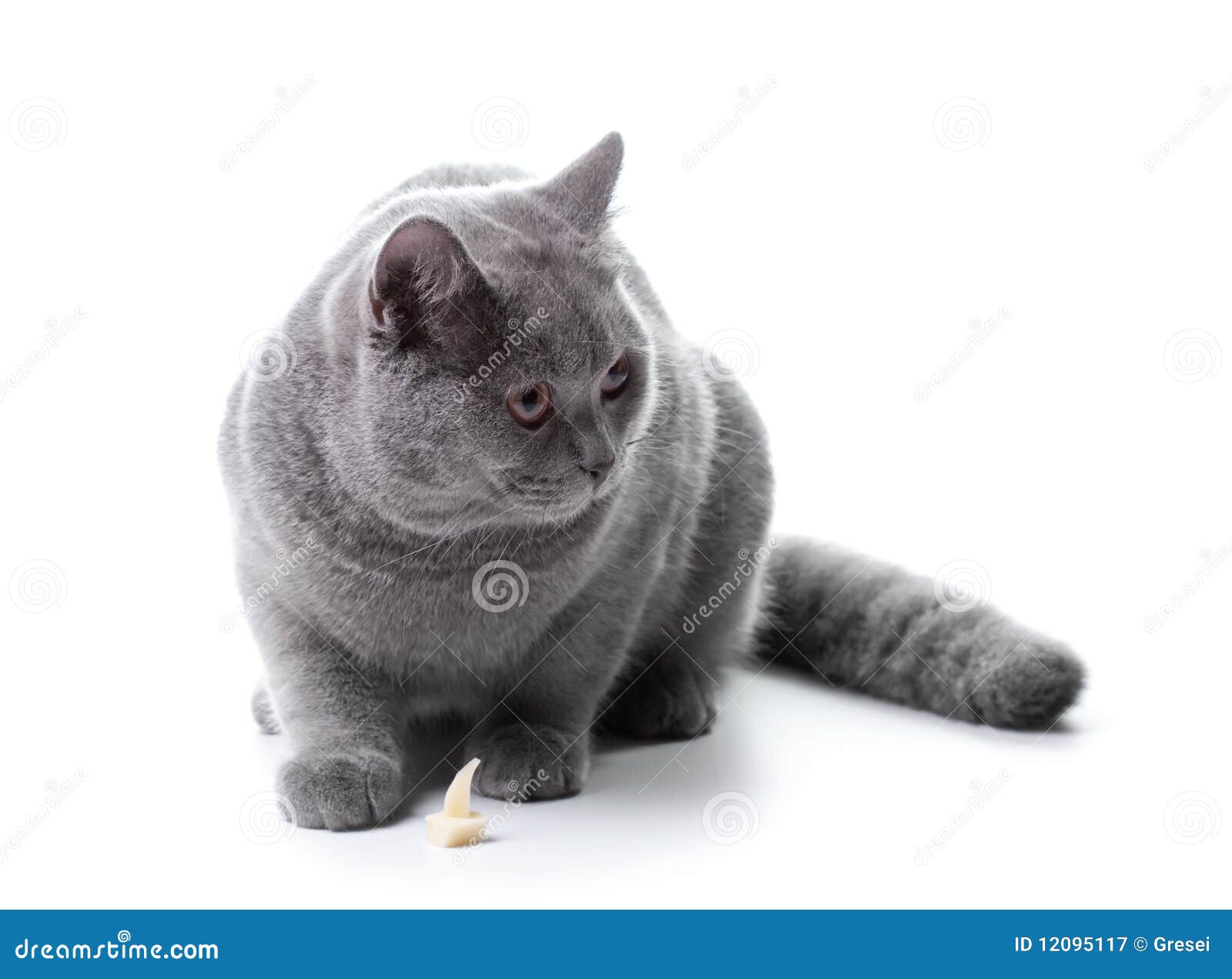 Young gray cat stock image. Image of fluffy, curiosity - 12095117