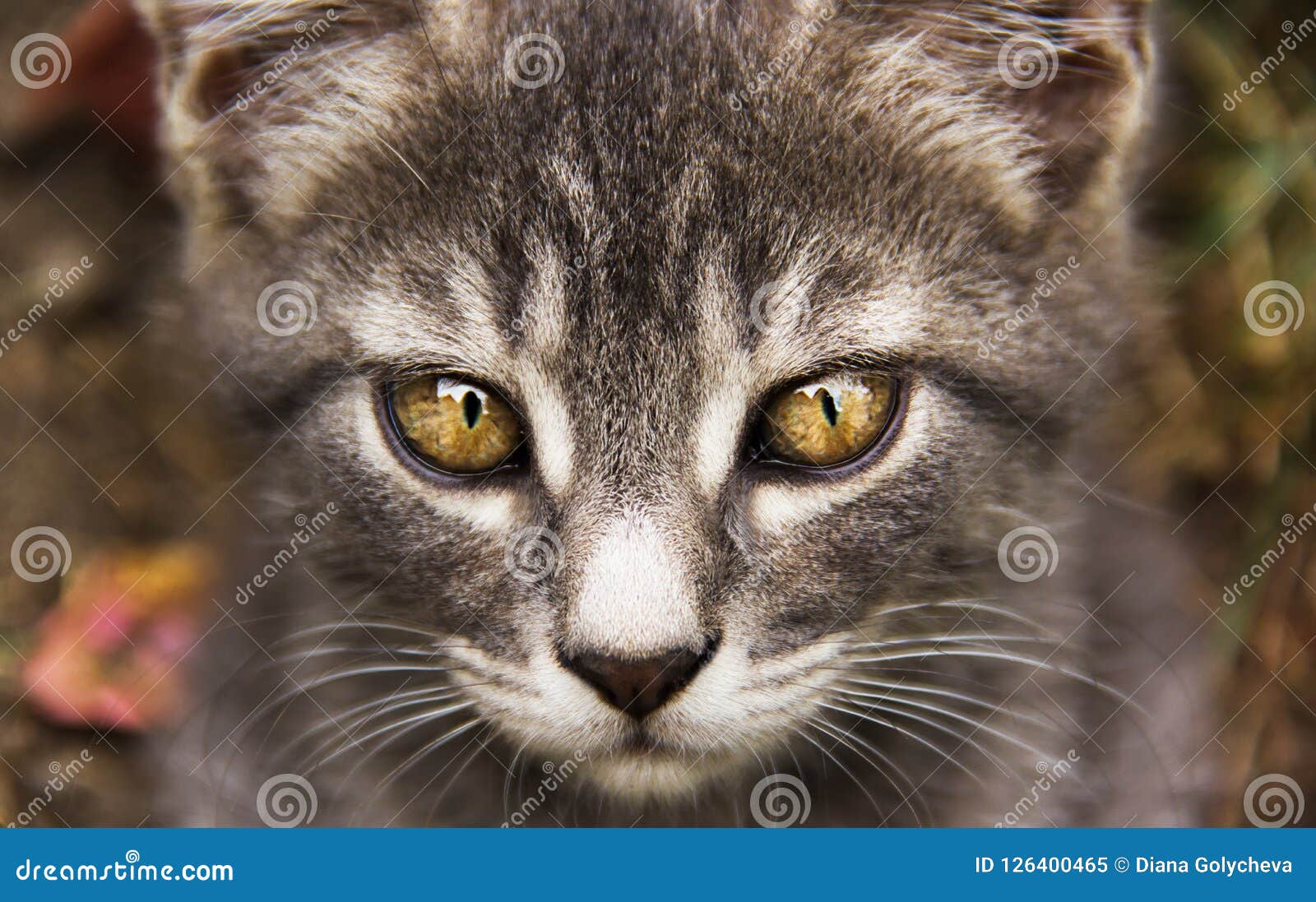 Young Gray Cat with Beautiful Eyes. Gray Cat with Yellow Eyes. Cat`s ...