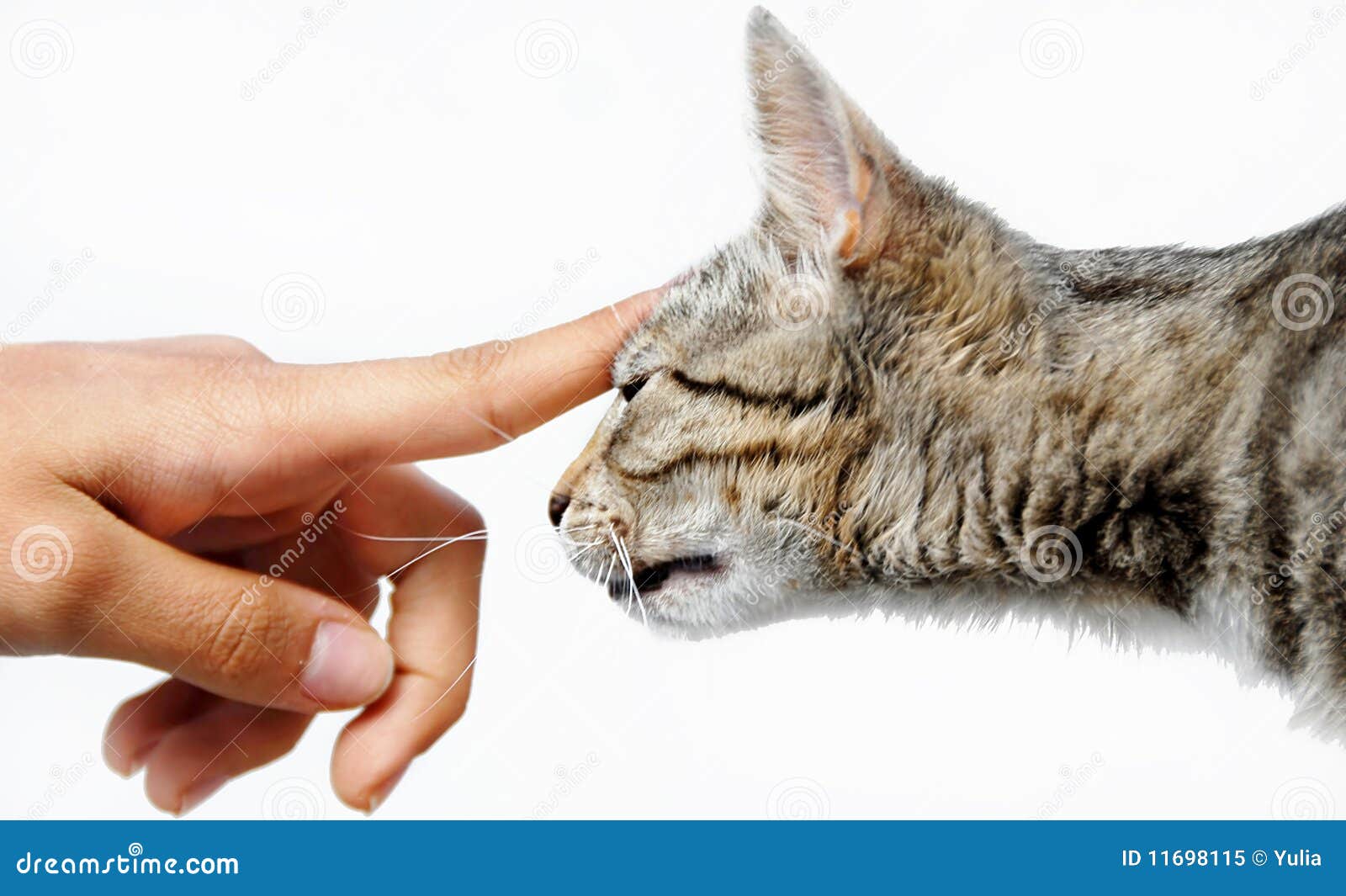 Young gray cat human hand stock image. Image of ears - 11698115