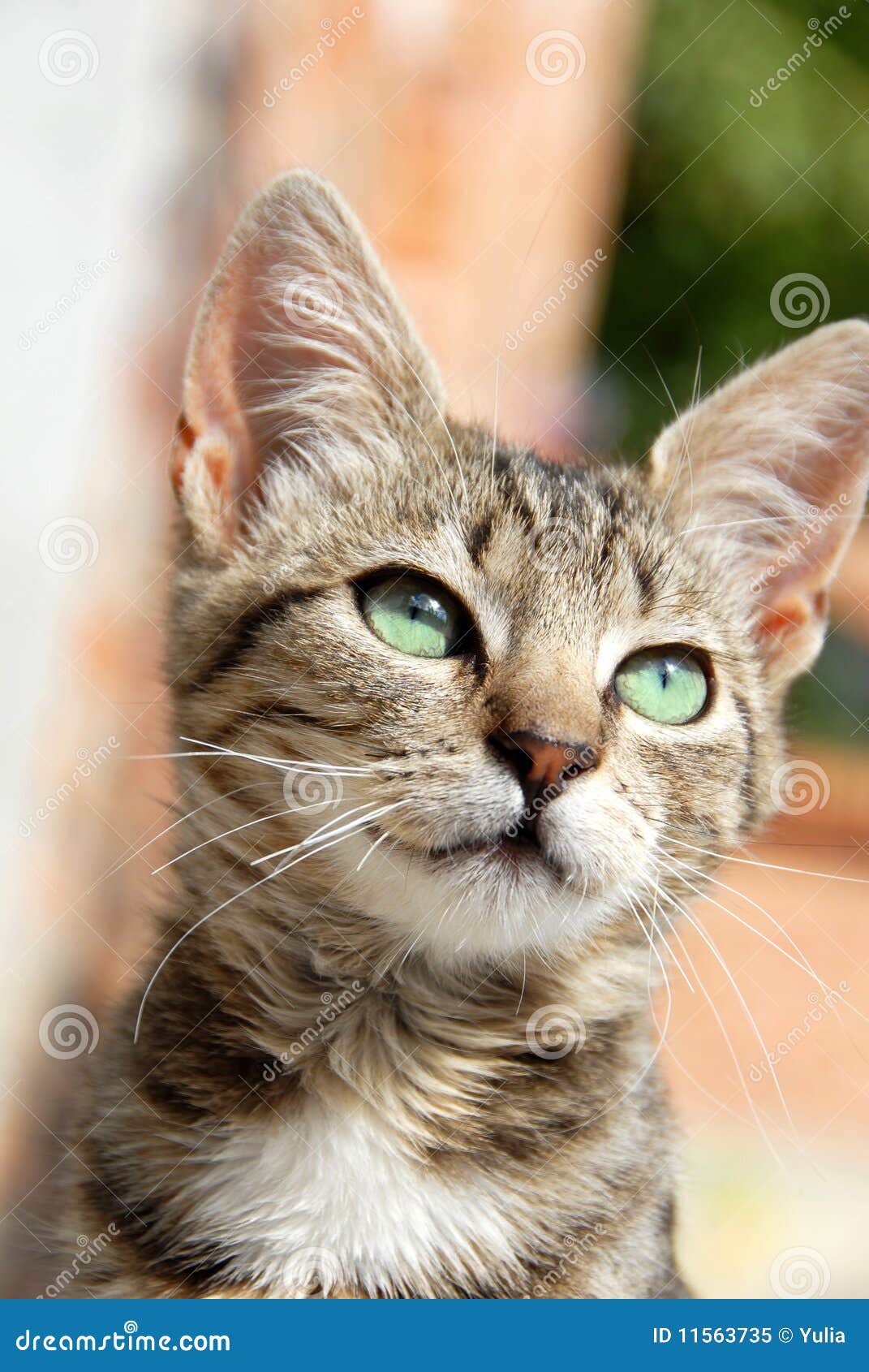 Young gray cat portrait stock image. Image of eyes, closeup - 11563735
