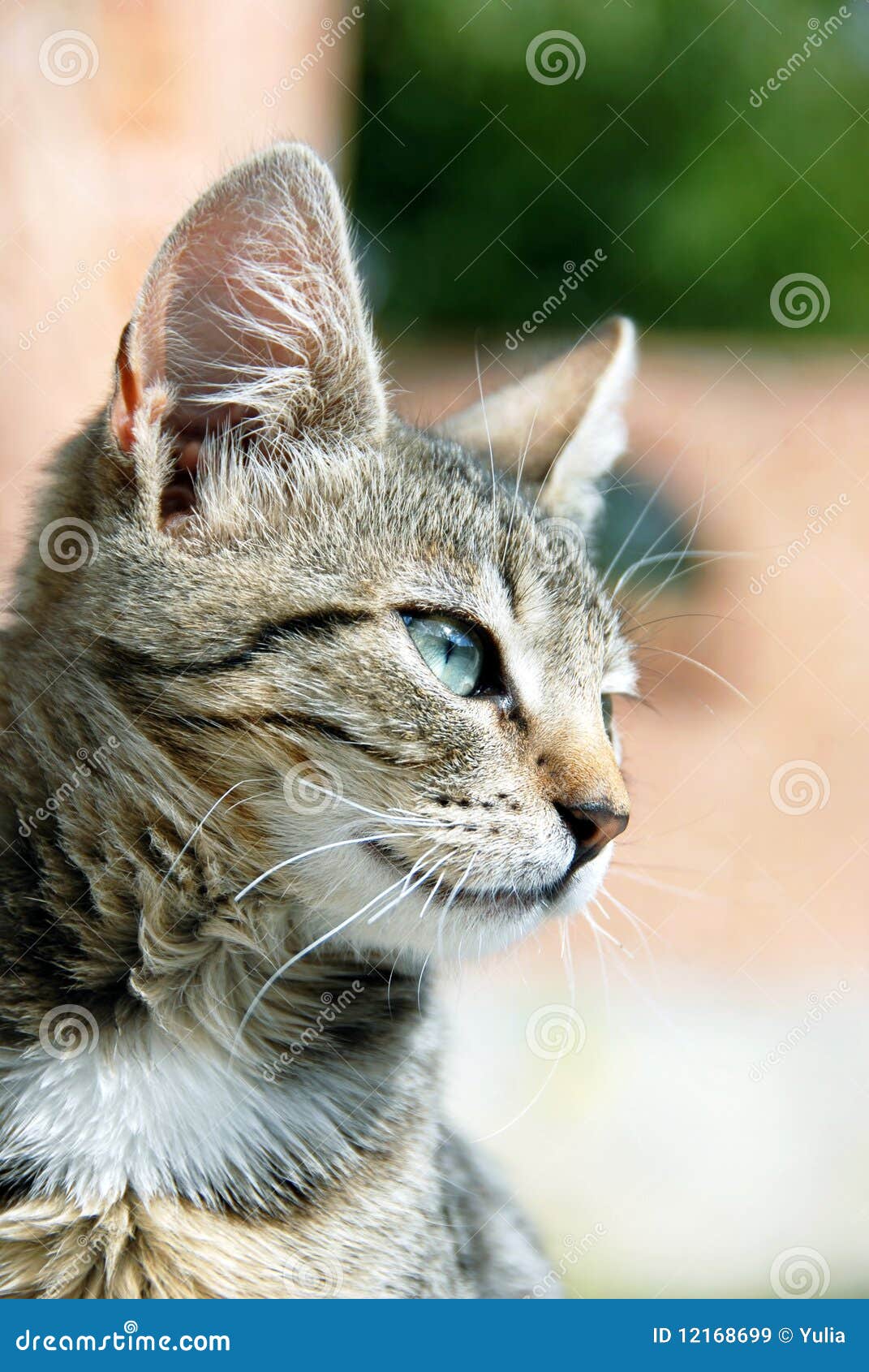 Young gray cat portrait stock image. Image of pleasure - 12168699