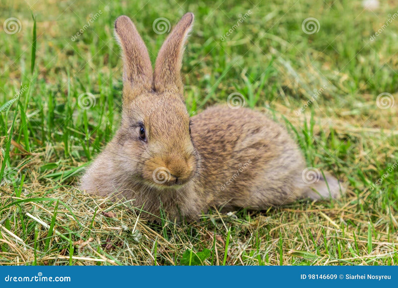 Young Gray Rabbit on Green Grass. Stock Image - Image of easter, green ...