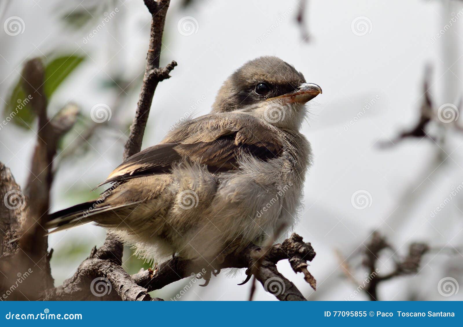 Young gray shrike stock image. Image of creatures, winged - 77095855