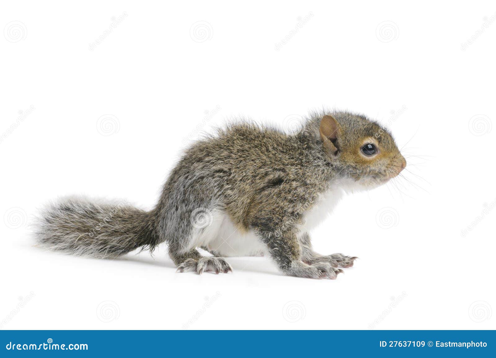 1,983 Young Gray Squirrel Stock Photos - Free & Royalty-Free Stock ...