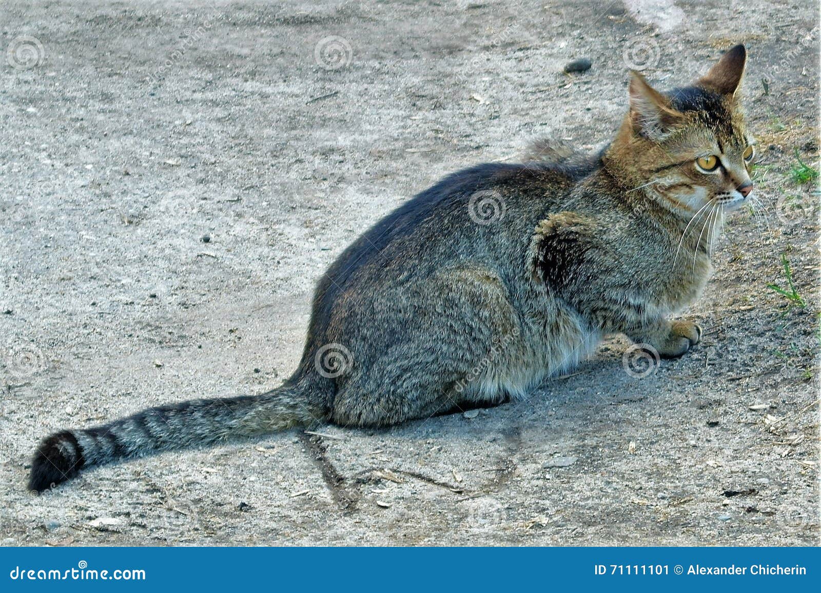 Young Gray Tabby Cat Getting Ready To Pounce Stock Image - Image of ...