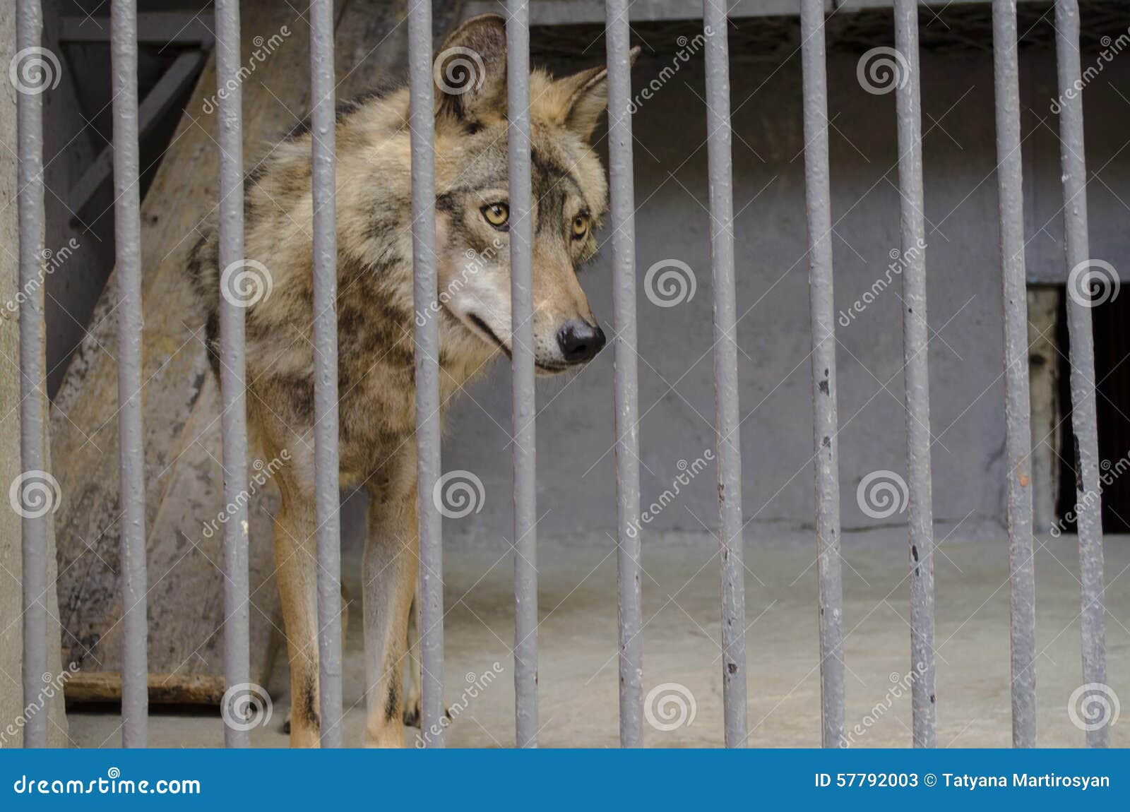 Young the Gray Wolf in a Cage Behind the Bars Stock Image - Image of ...