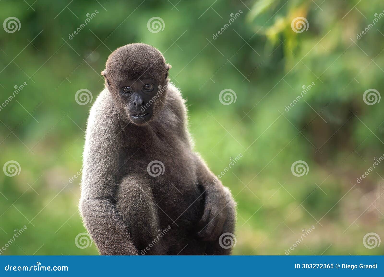 Young Gray Woolly Monkey stock image. Image of grey - 303272365