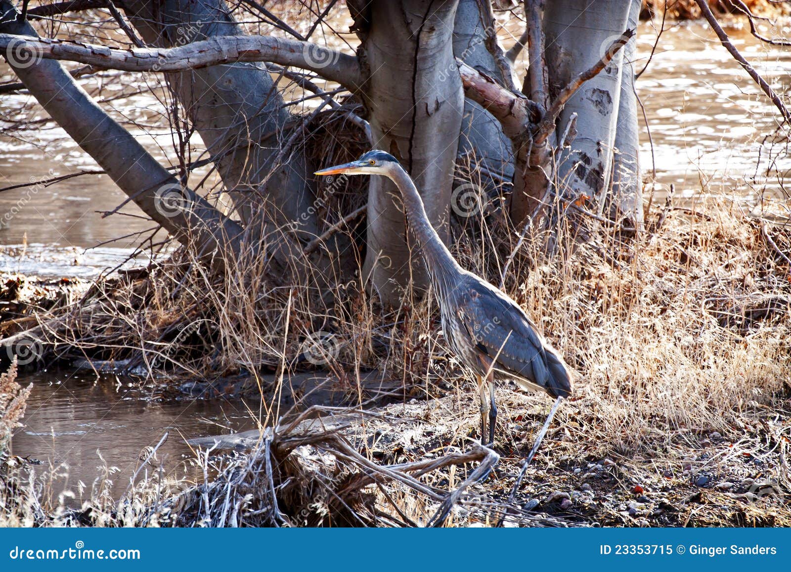 Young Great Blue Heron (Ardea Herodias) Bird Stock Image - Image of ...