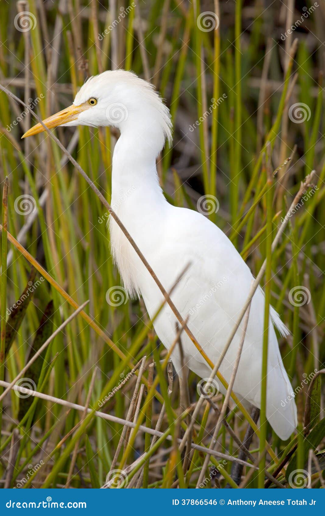 Young Great Egret (Ardea Alba) Stock Photo - Image of flying, wetlands ...
