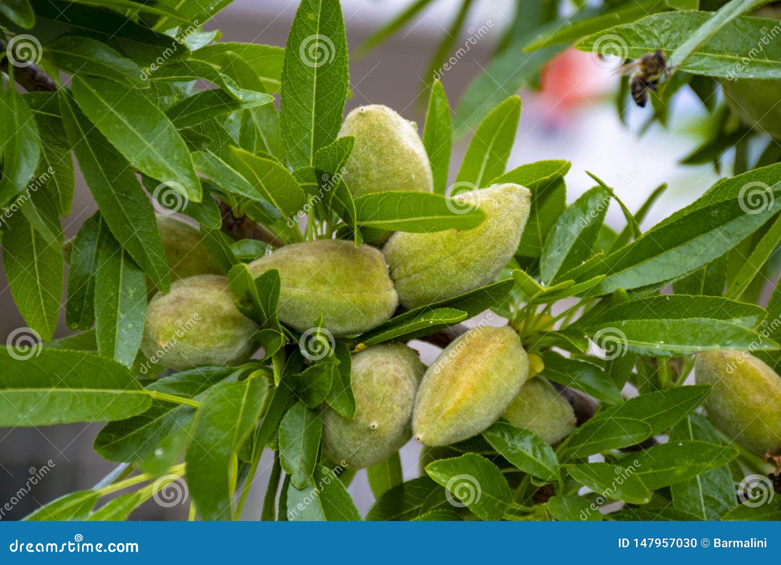 Young Green Almonds Nuts Riping on Almond Tree Stock Photo - Image of ...