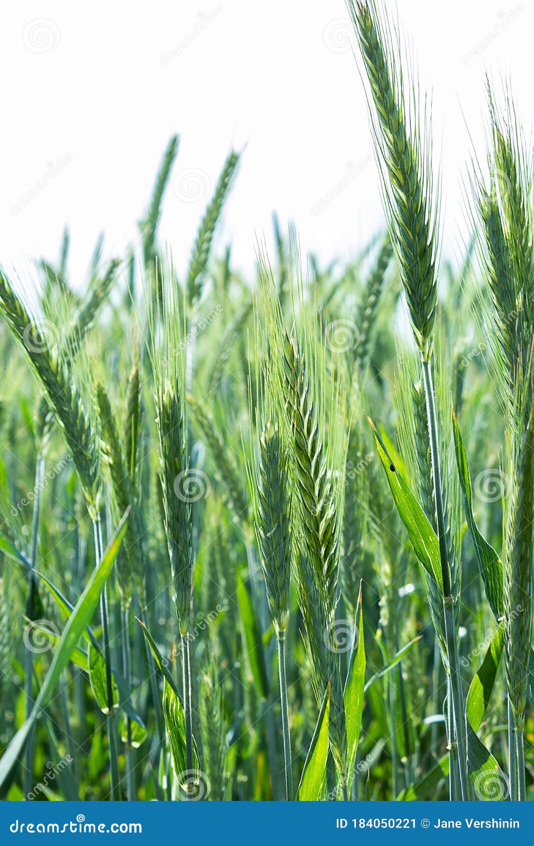 Young Green Barley Crop in a Field Stock Image - Image of plants, crop ...