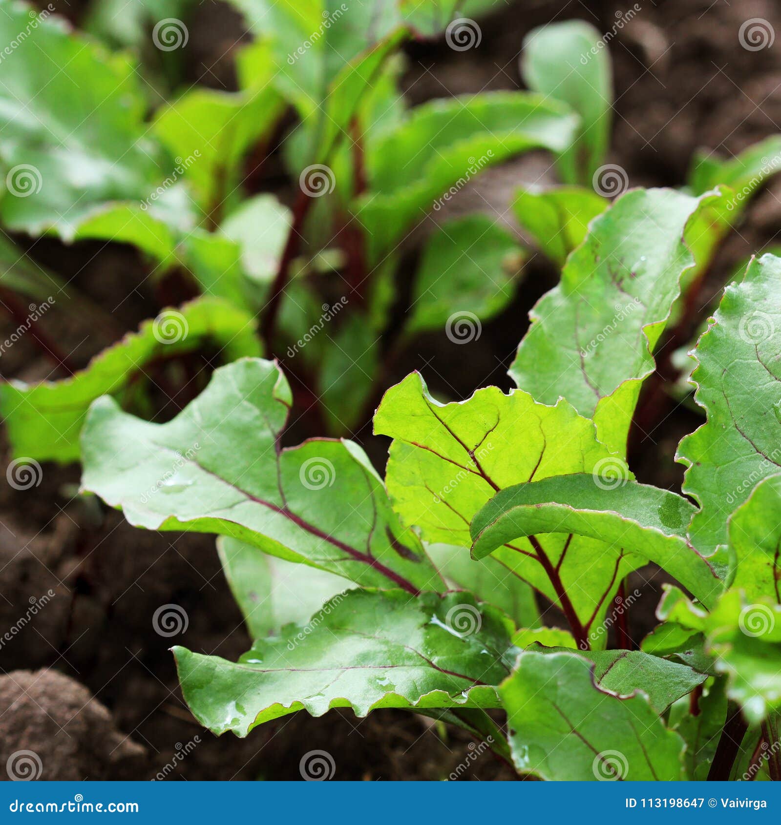 Young Green Beetroot Plans on a Path in the Vegetable Garden Stock ...