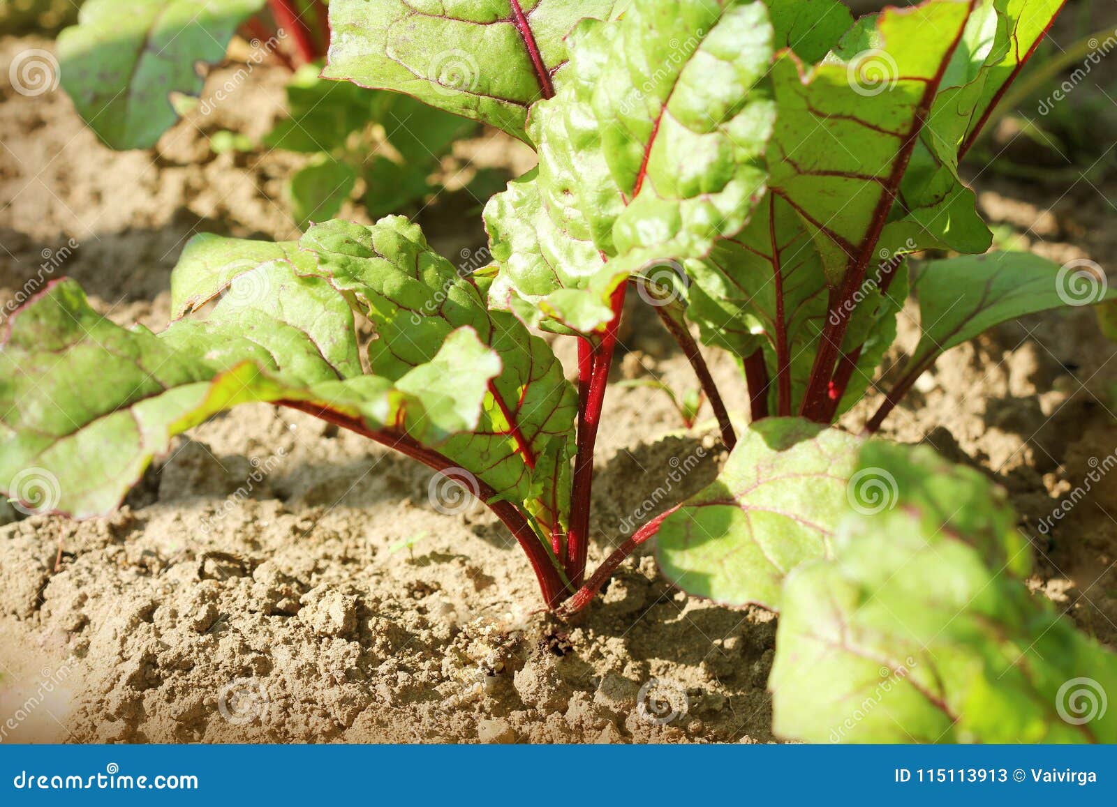 Young Green Beetroot Plans on a Path in the Vegetable Garden Stock ...
