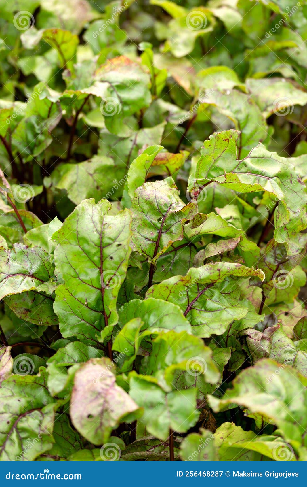 Young Green Beetroot Plans on a Path in the Vegetable Garden Stock ...