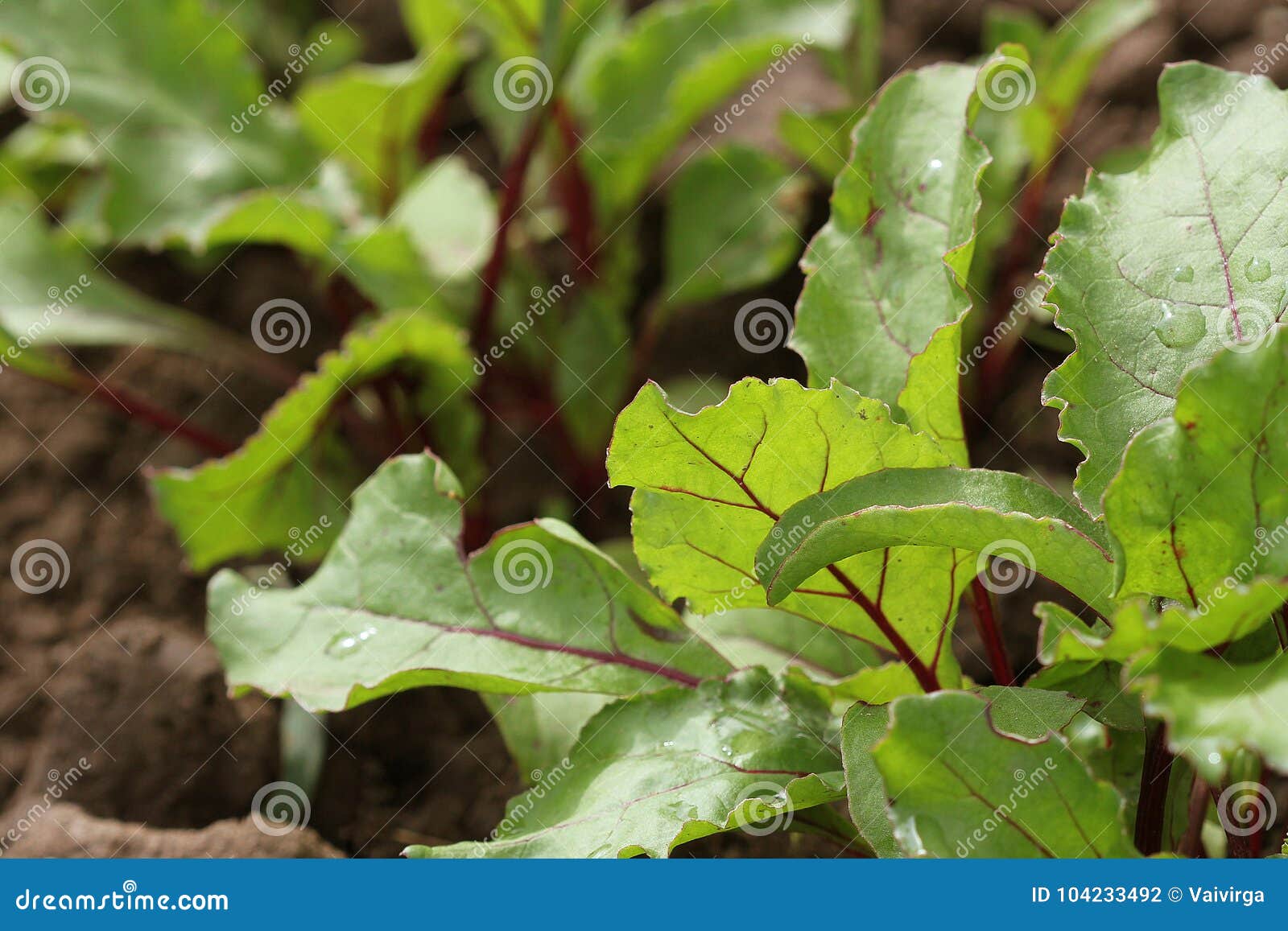 Young Green Beetroot Plans on a Path in the Vegetable Garden Stock ...