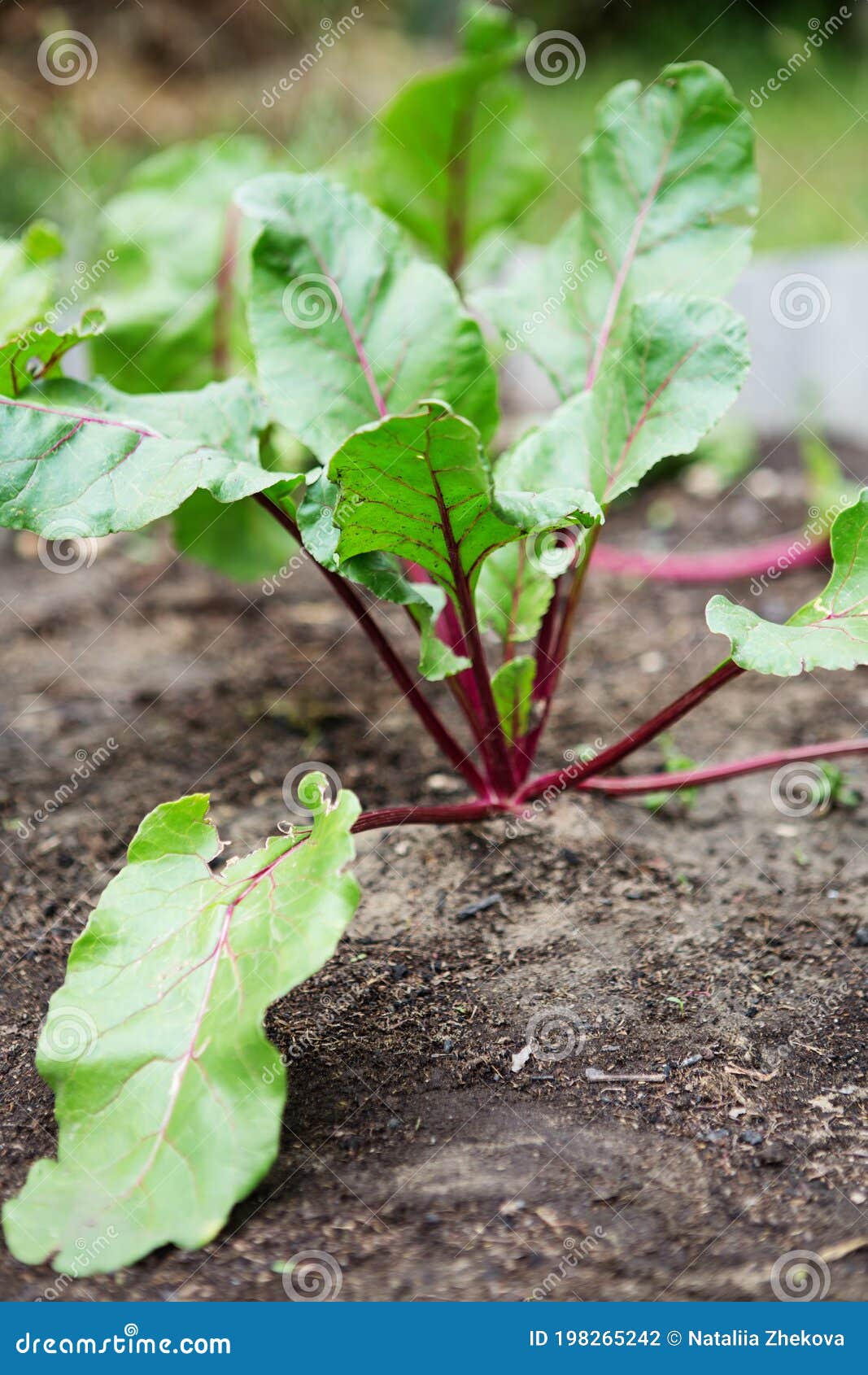 Young Green Beetroot Plants. Beetroot Growing Stock Photo - Image of ...