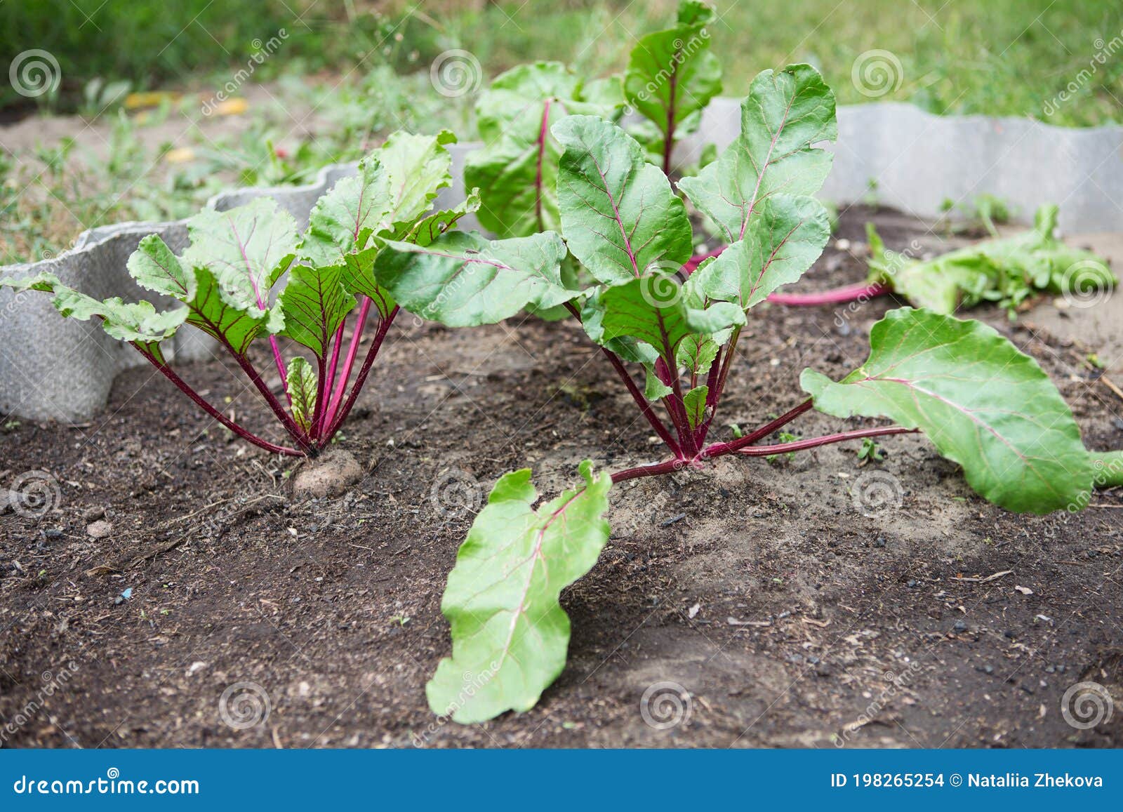Young Green Beetroot Plants. Beetroot Growing Stock Photo - Image of ...