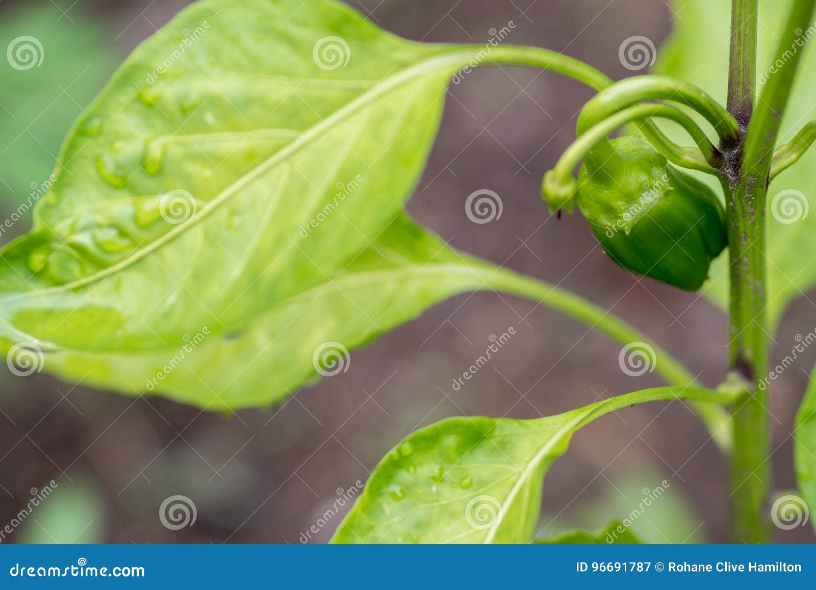 Young green bell pepper stock image. Image of farm, business - 96691787