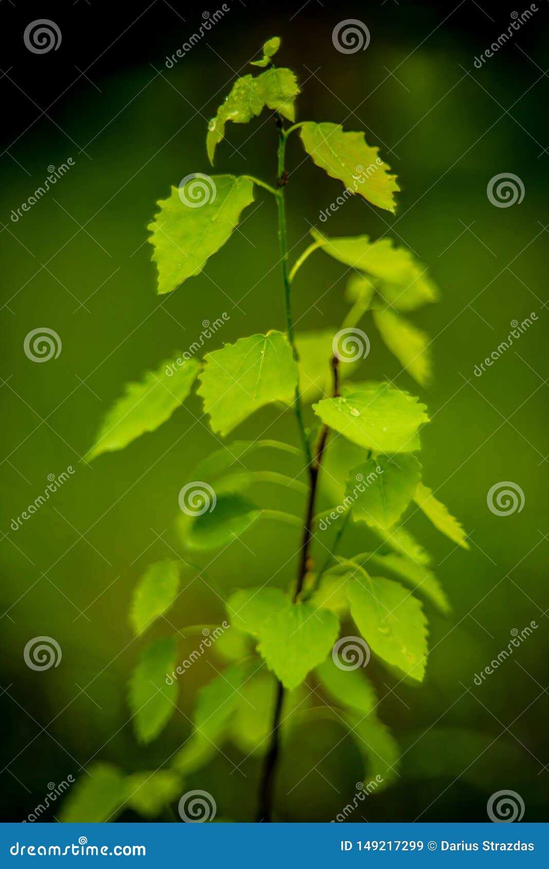 Young birch tree in spring stock image. Image of flora - 149217299