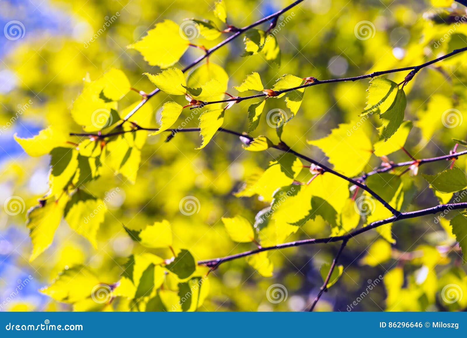 Young Green Birch Tree Leaves Stock Photo - Image of flare, birch: 86296646