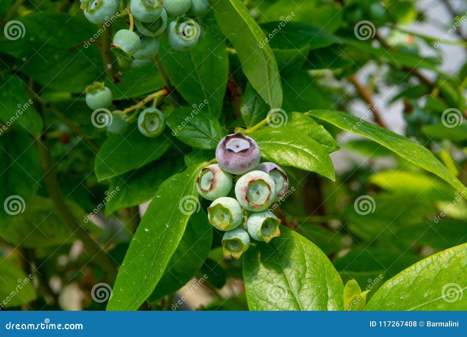 Young Blueberry Berries Ripening on Blueberry Plants Stock Photo ...