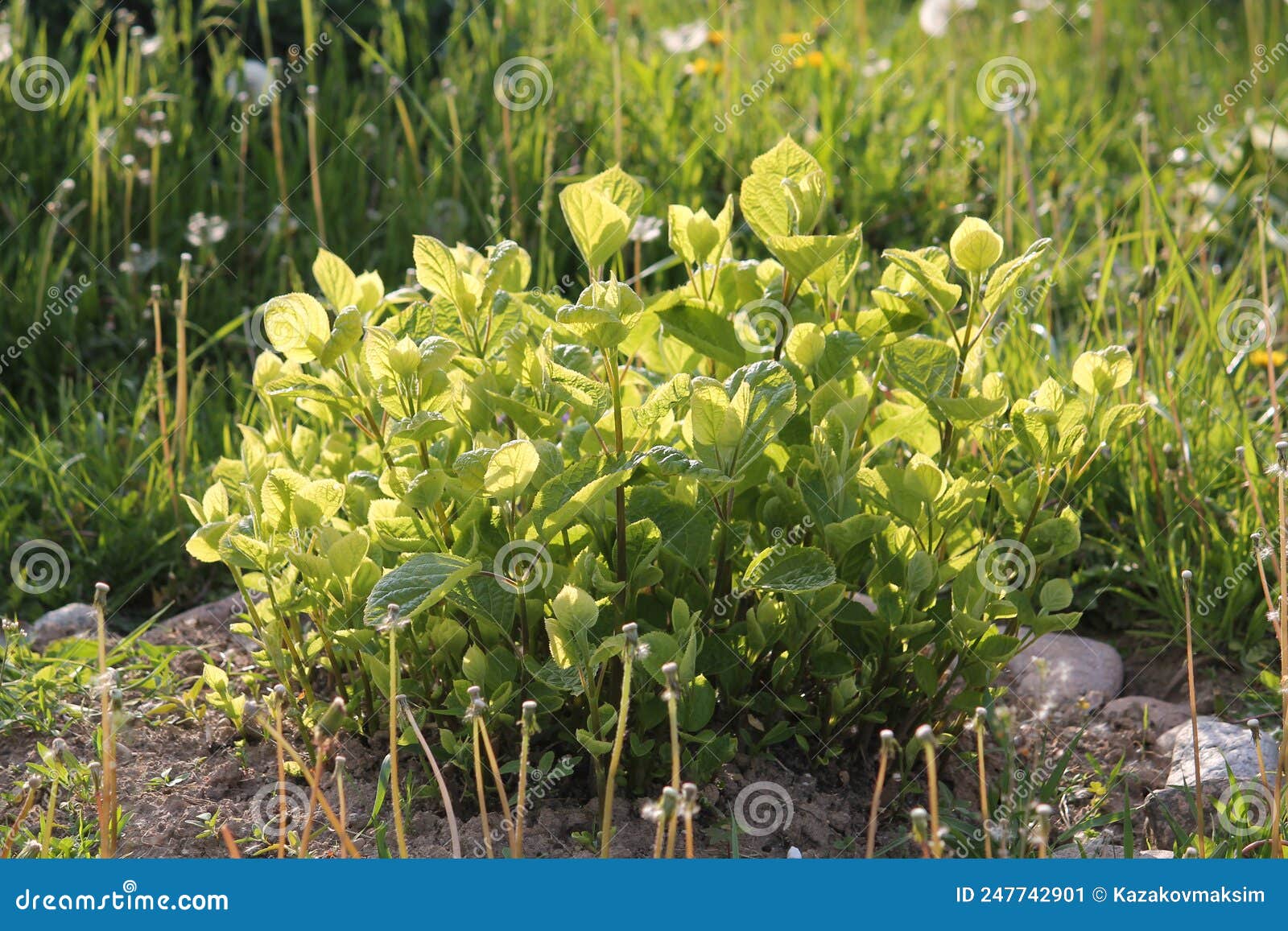 Young Green Branches of Smooth Hydrangea Hydrangea Arborescens in ...