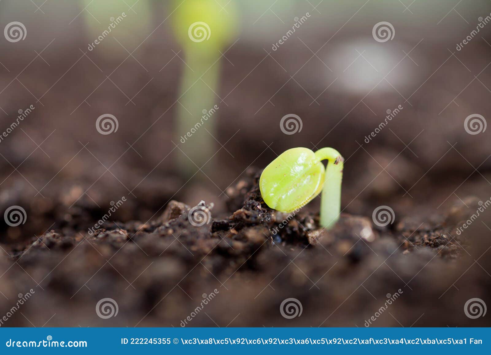 Young Green Buds Grow in the Soil in Spring Stock Image - Image of ...