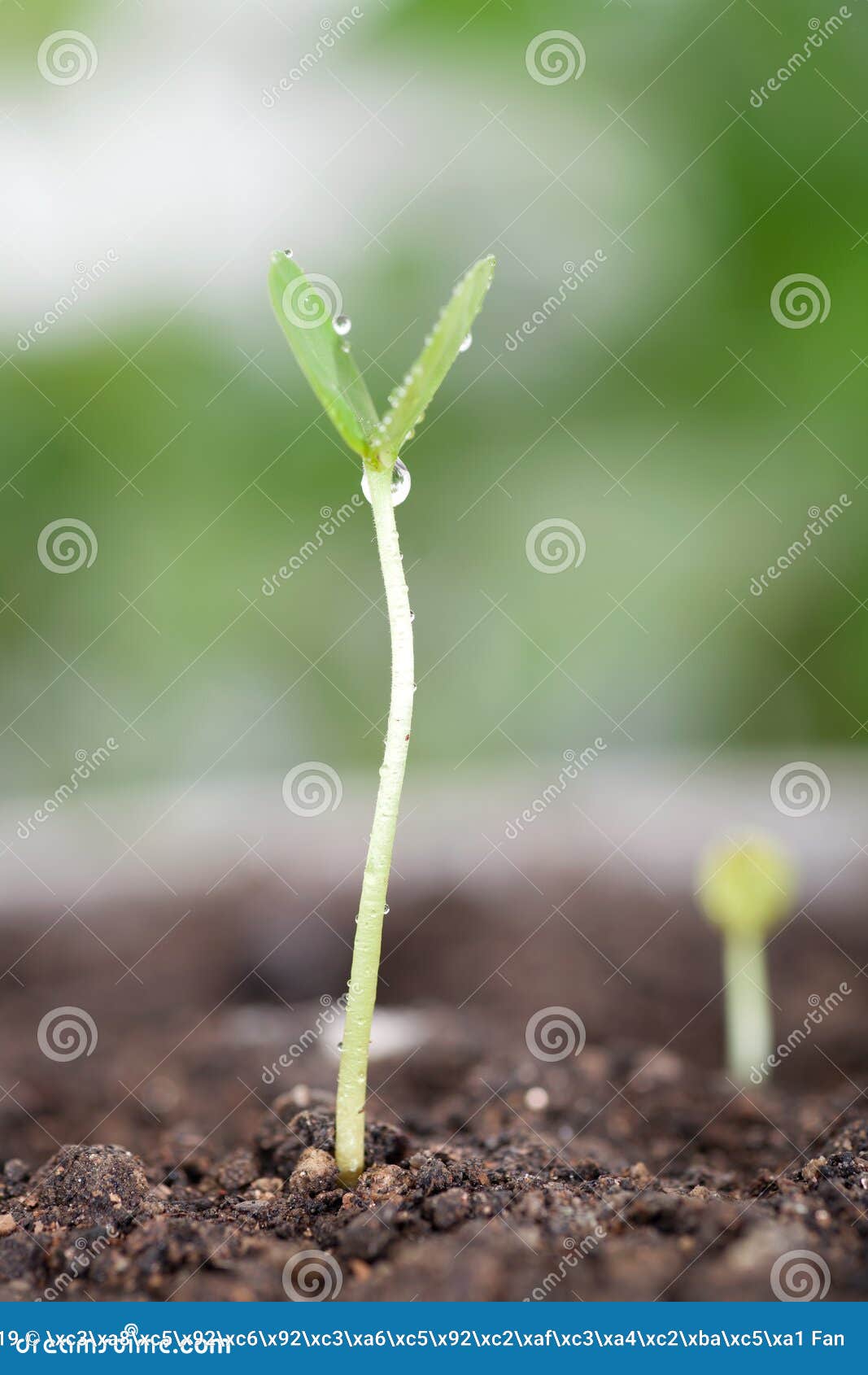 Young Green Buds Grow in the Soil in Spring Stock Image - Image of ...