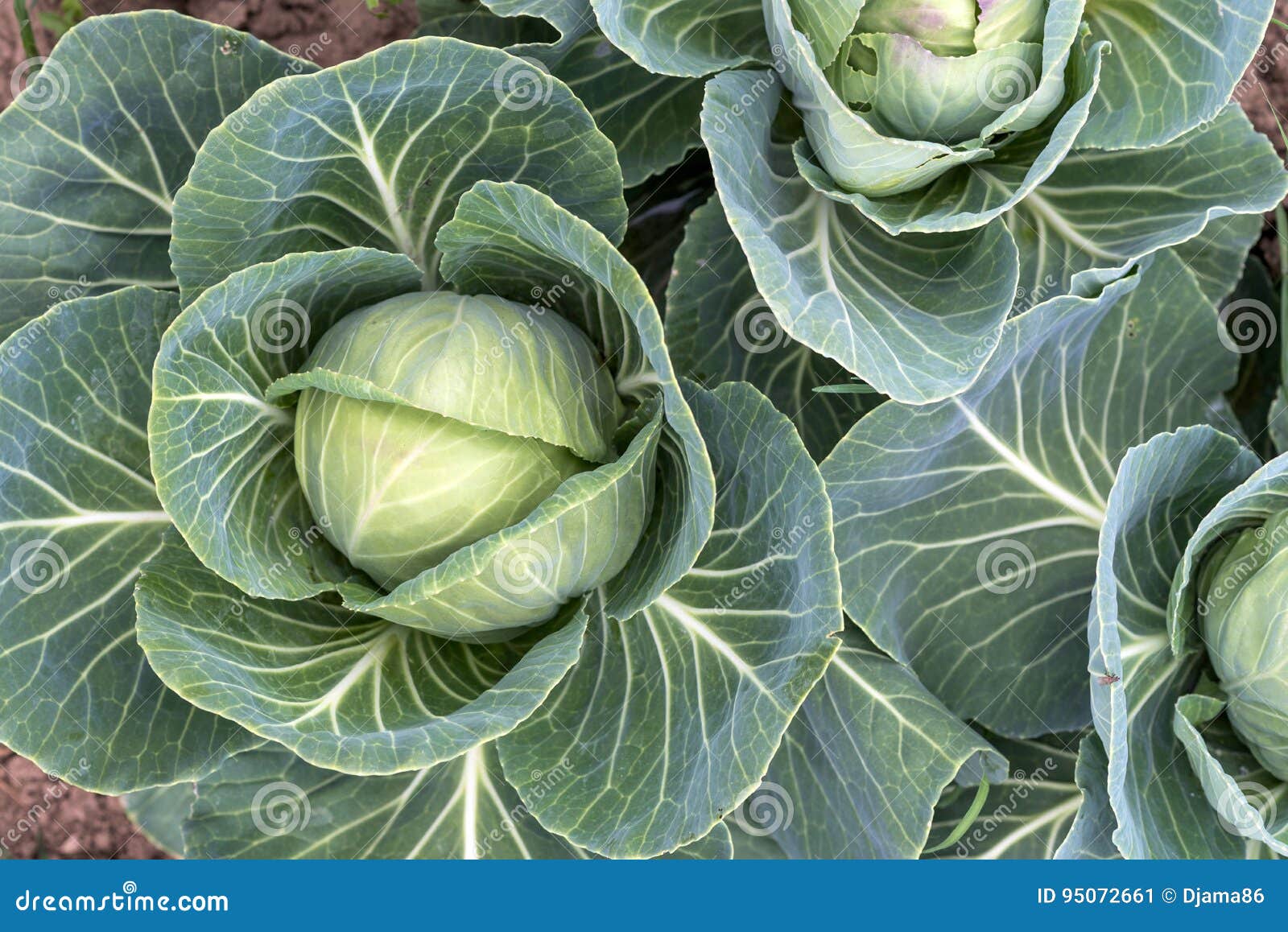 Young green cabbage stock image. Image of crop, natural - 95072661