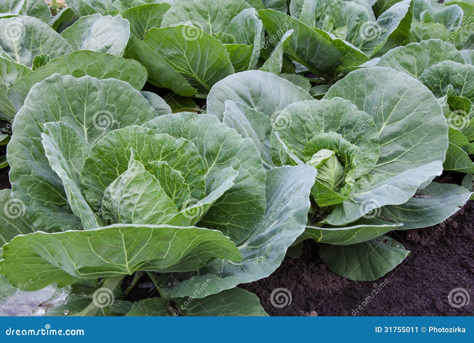 Young green cabbage stock image. Image of agriculture - 31755011