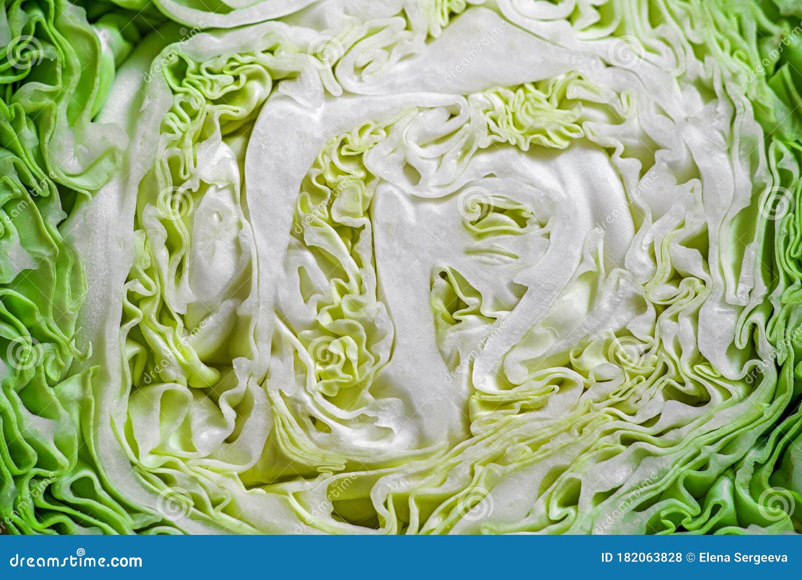 Cabbage Leaf Structure in a Green Head Stock Photo - Image of cutout ...