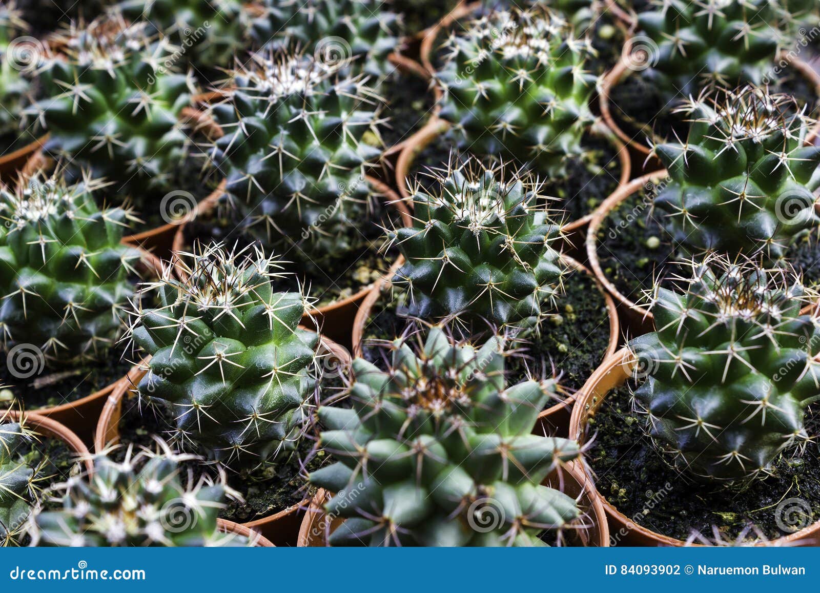 Young Green Cactus Tropical Stock Photo - Image of park, natural: 84093902