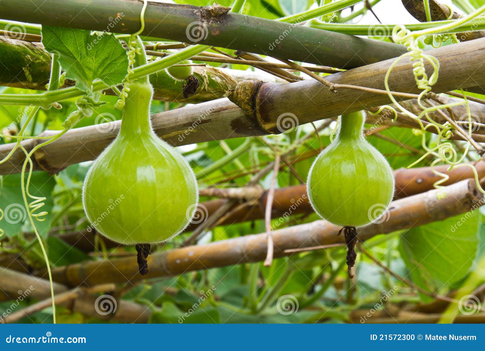 Young green calabash stock photo. Image of harvest, thailand - 21572300