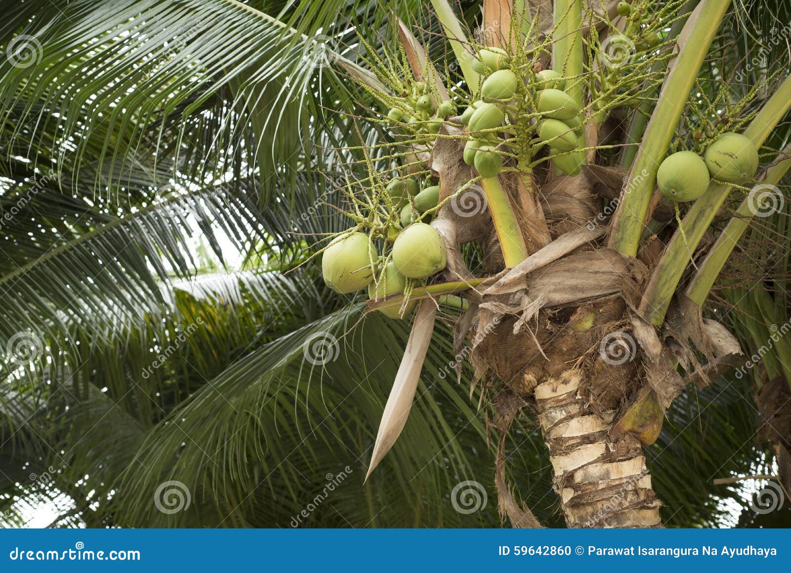 Young Green Coconut Fruit on Coconut Tree. Stock Photo - Image of bunch ...