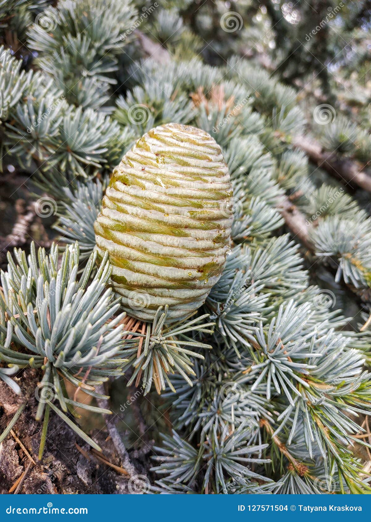 Cone Of A Cedar Tree Stock Photography | CartoonDealer.com #57563768