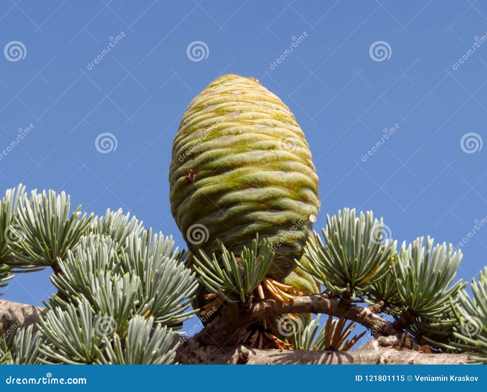 Cone Of A Cedar Tree Stock Photography | CartoonDealer.com #57563768